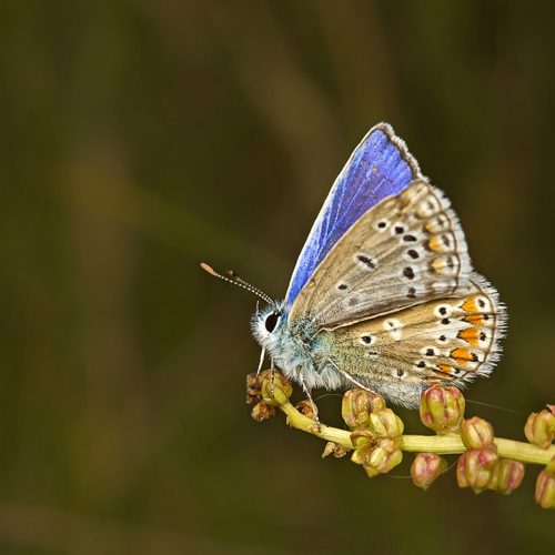 La Société Guernesiaise | Nature, History & Science in Guernsey